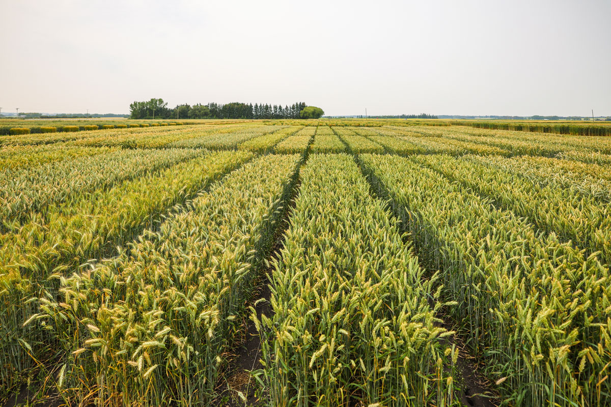 Western Crop Innovations